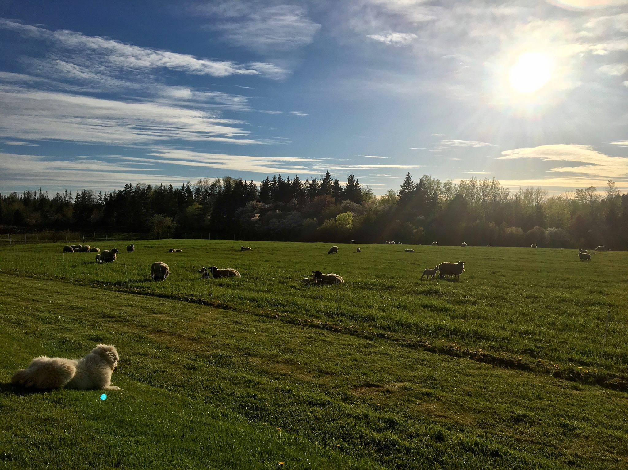 Forever Green Organic Farm & Gardens – Tracadie - FarmWorks Investment ...