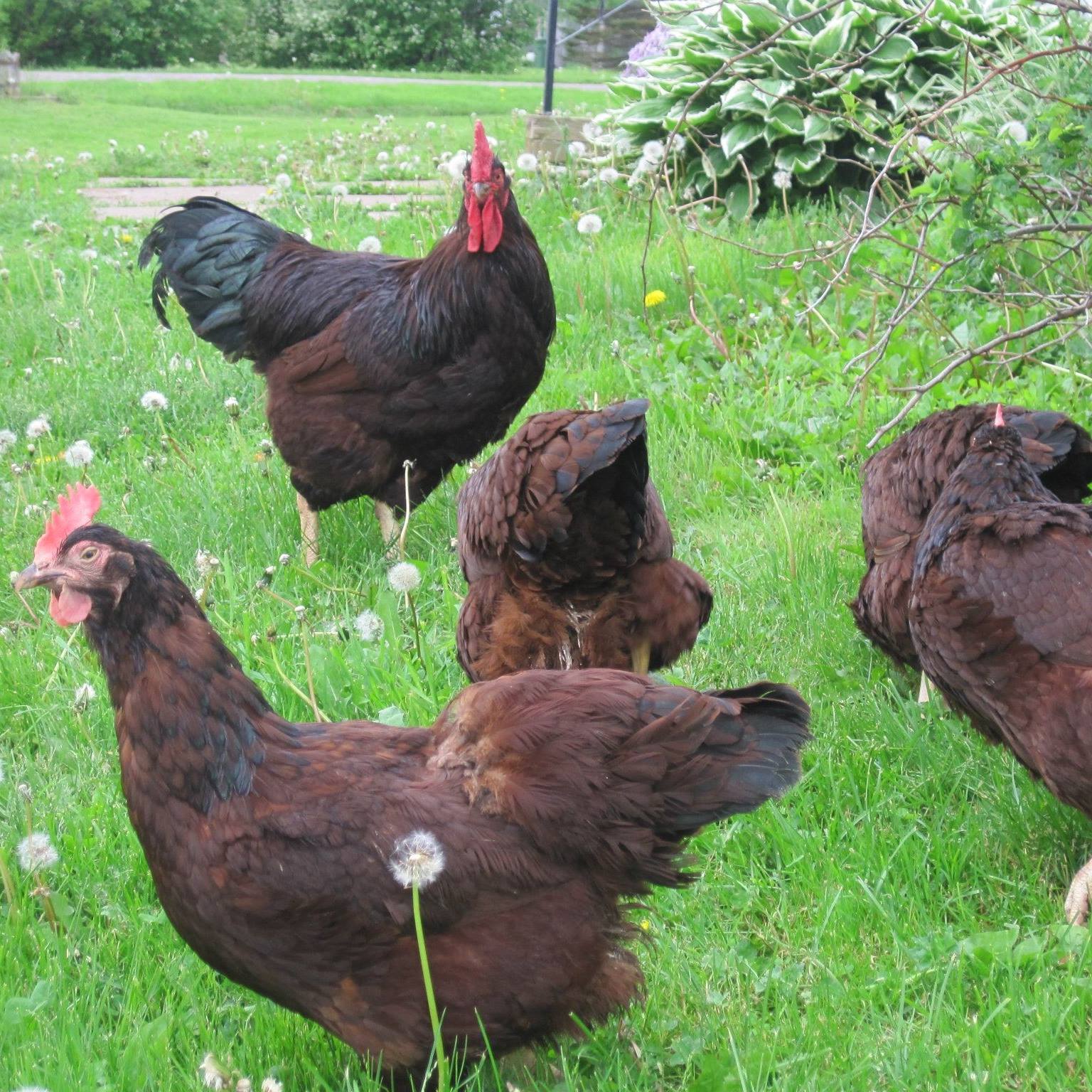 Cochrane Family Farm – Upper Stewiacke - FarmWorks Investment Co-op ...