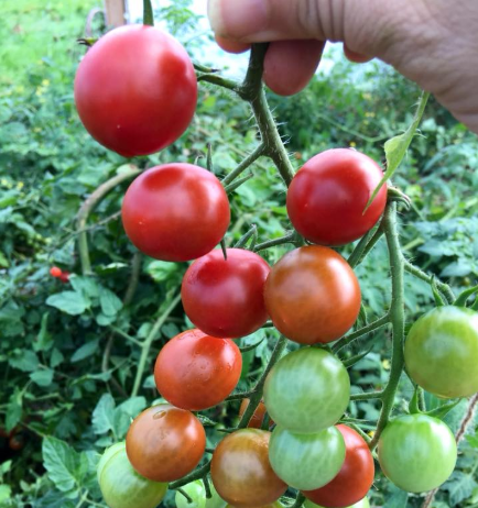 Humblebee Farm – Torbrook Mines - FarmWorks Investment Co-op, Nova Scotia