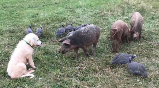 Kisik Ridge Estate Farm – Outram - FarmWorks Investment Co-op, Nova Scotia